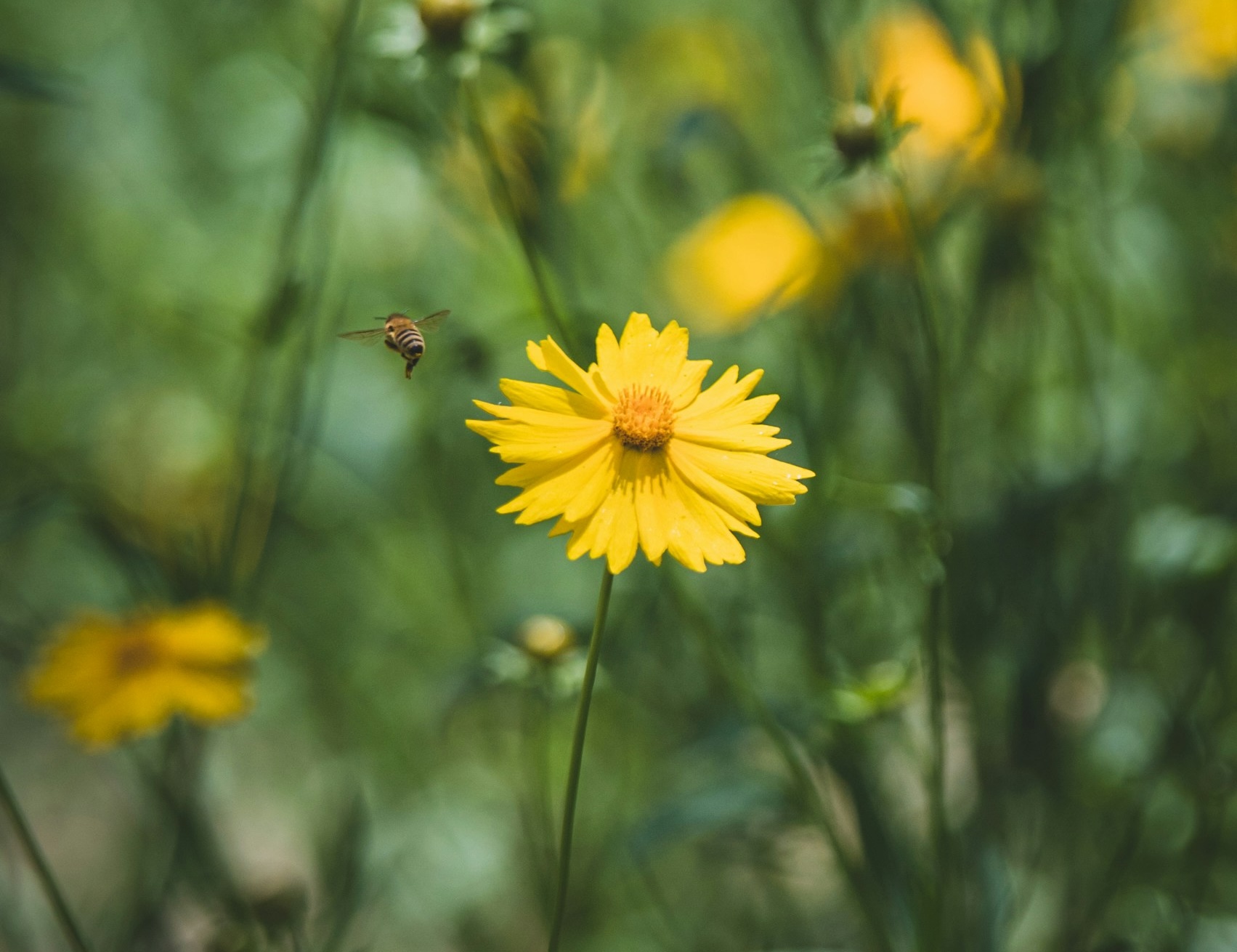 Riverview Native Nursery – Indiana native plants to promote a beautiful ...