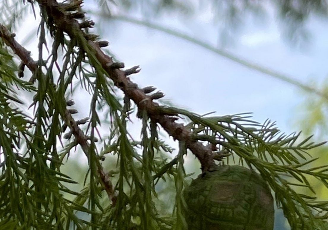 Bald Cypress Tree (Taxodium distichum) – W – Riverview Native Nursery
