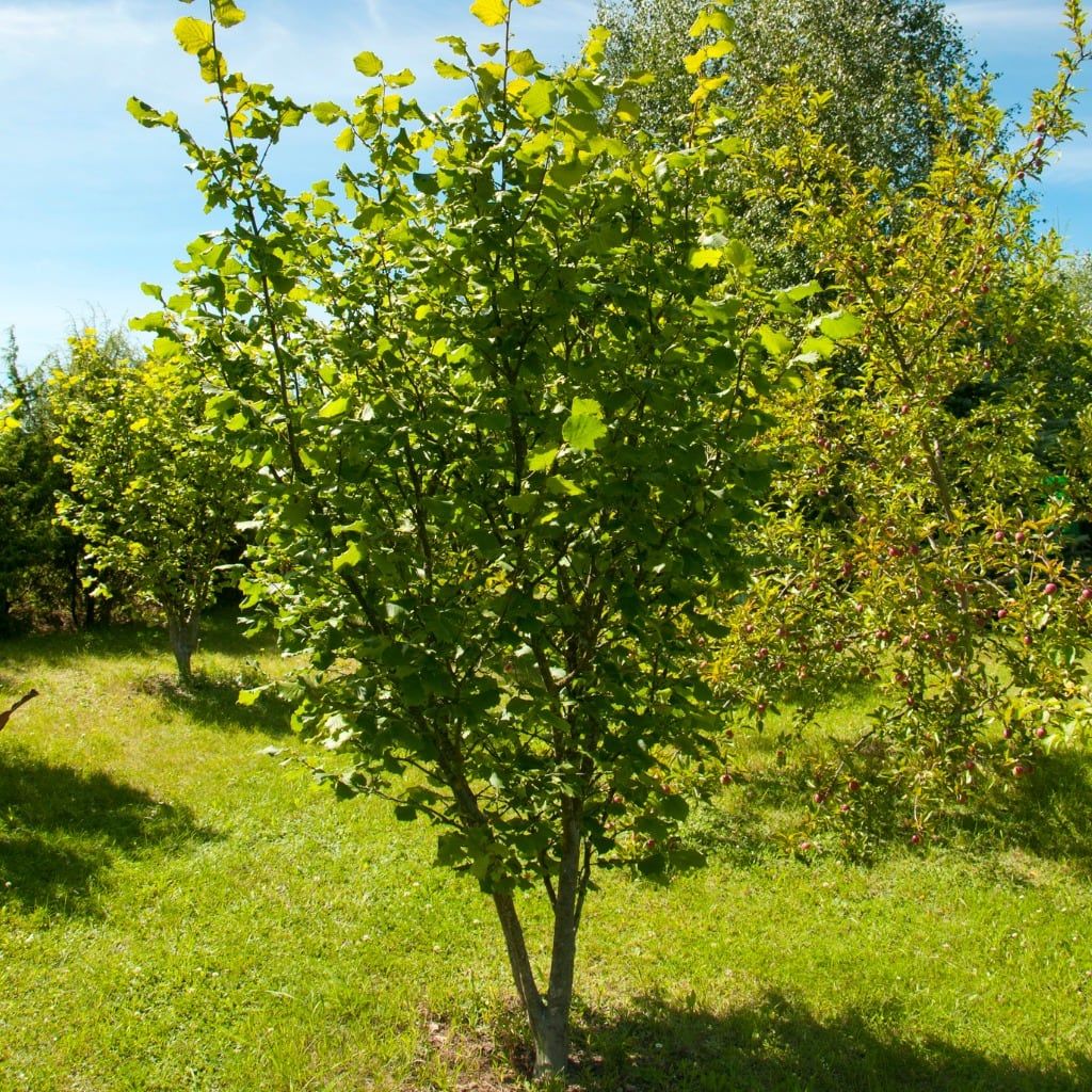 Hazelnut (Filbert) Blight Resistant Yamhill – N – Riverview Native Nursery